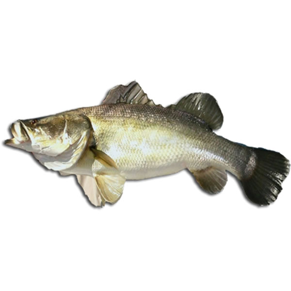 Nile perch - Ello Fresh Uganda